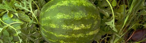 5 Factores Que Afectan La Calidad Y Comercialización De Los Frutos