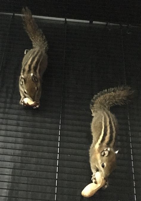 Streifenhörnchen Baumis And Co Danys Tierwelts Webseite