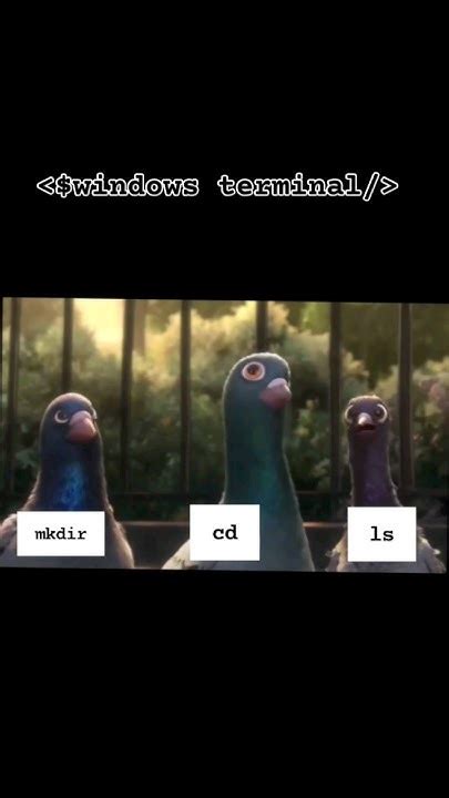 Terminal De Windows🤔funny Developermemes Humor Comedy Foryou