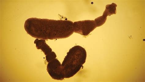 What Is Echinococcus Treatment For Dogs