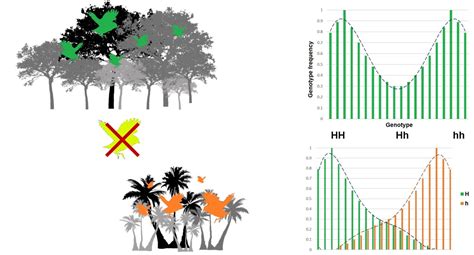 Heterozygote Advantage The G Cat