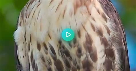 Red Tailed Hawk Album On Imgur