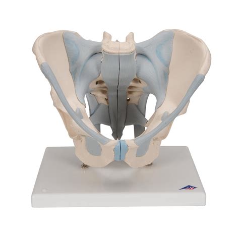 Male Pelvis Models Anatomical Male Pelvis Models Tagged
