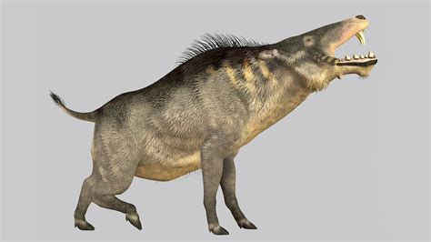 Entelodont Prehistoric Predators Bbc Nature Prehistoric Life