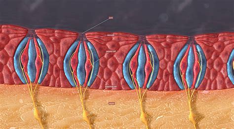 Gustatory Cells The Taste Receptor Cells Found In Taste Buds Photo
