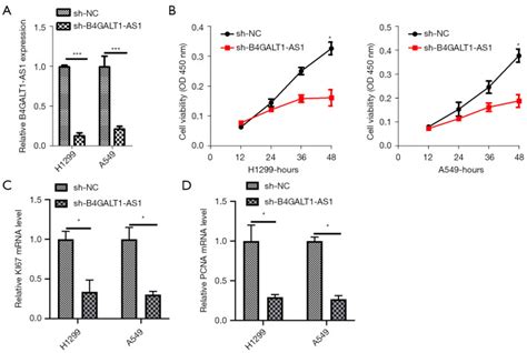 Lncrna B4galt1 As1 Promotes Non Small Cell Lung Cancer Cell Growth Via Increasing Zeb1 Level By