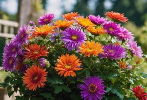 September Birth Flowers Aster And Morning Glory Symbolism And Meaning