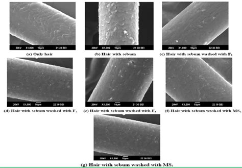 Sem Photograph Of Formulations Download Scientific Diagram