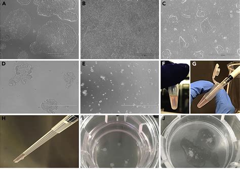 Cell Press Star Protocols