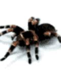 S Animados De Tarántulas
