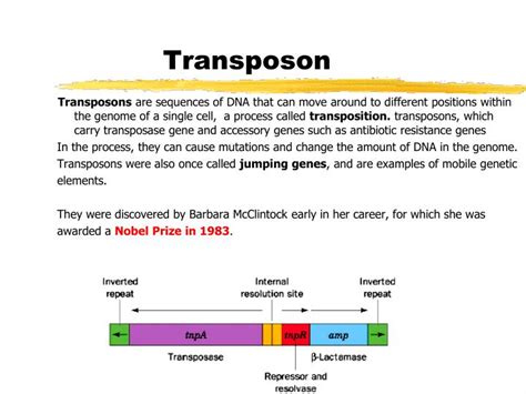 Ppt Structure And Function Of Genome Powerpoint Presentation Id6454661