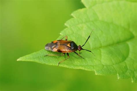 Premium Photo Closeup On A Red Spotted Mirid Plant Bug Deraeocoris Ruber Sitting On A Green