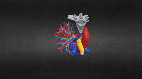 Rul Adca 3d Model By Ht3dmedica [5ab3843] Sketchfab