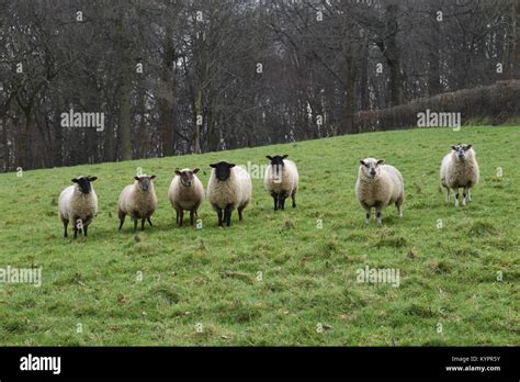 Seven Sheep Standing In A Field Of Grass With A Woodland Backdrop Stock