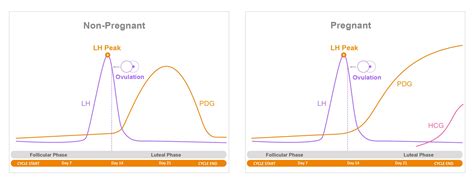 When To Test Progesterone Levels For Fertility At Crystal Twyman Blog