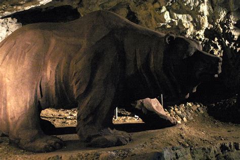 Beware Of The Cave Bear Nature