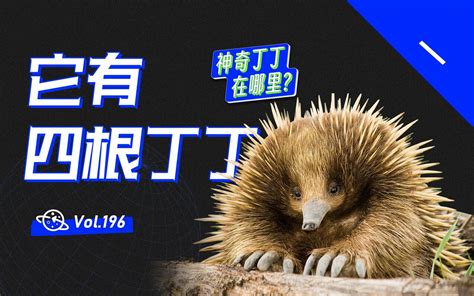 【球村】【神奇丁丁在哪里】它有四根丁丁，每次会用两个！ 哔哩哔哩