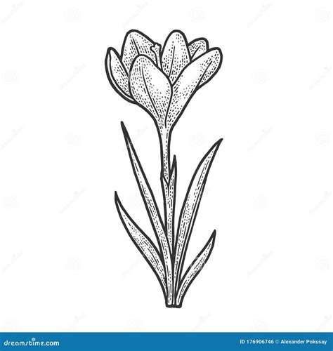 Crocus Flower Life Cycle Clipart Watercolor Growing Stages Of Plant
