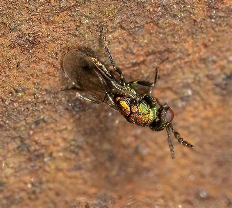 Tiny Wasp Bugguide Net