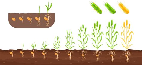 Wheat Growth Stage Vector Images Over 140