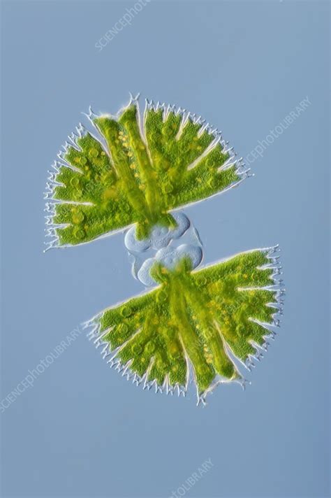 A Desmid Undergoing Cell Division Stock Image C0086584 Science