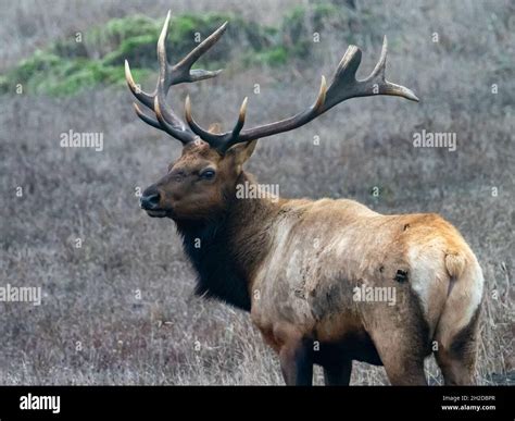 Tule Elk Cervus Canadensis Nannodes With Impressive Antlers In Point