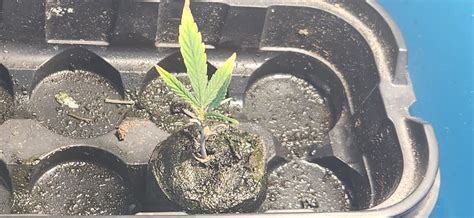 Clone Cutting At 39 Days 420 Magazine