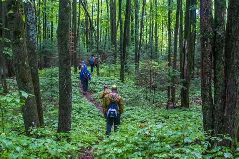 Decoding Feedback An In Depth Exploration Of Trails Carolina Reviews