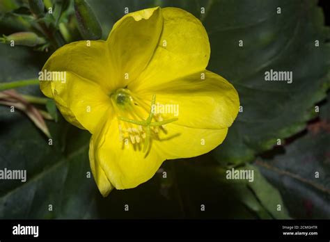 Nectar Guides Or Honey Guide Markings In Flowers Of Oenothera Biennis Species Help To Guide
