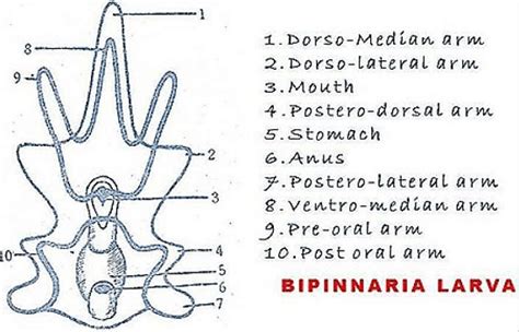 Echinodermata Larval Forms Zoology Optional Notes For Upsc Pdf Download