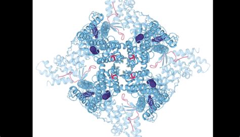 Temperature Sensing Molecule Is Observed In Detail Cell And Molecular