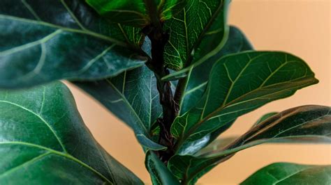Pruning A Fiddle Leaf Fig Quick Tips For These Houseplants Gardeningetc