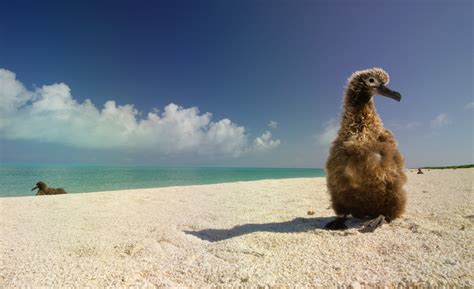 Albatross Chick On Beach At Midway Atoll Refuge