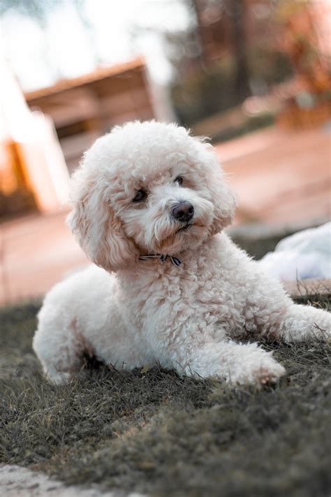 Guia De Raças Poodle Um Cachorro único Em Diferentes Versões O Bom
