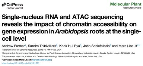 关于植物单细胞转录组提核还是制备原生质体的思考 知乎