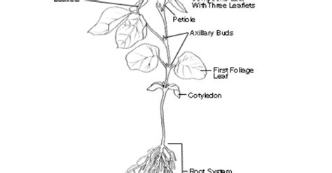 Soybean Seed Structure