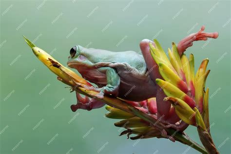 Dumpy Frog Litoria Caerulea En Rama Dumpy Frog En Rama Con Antecedentes Aislados Foto Premium