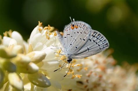 Eastern Tailed Blue Butterfly Focusing On Wildlife