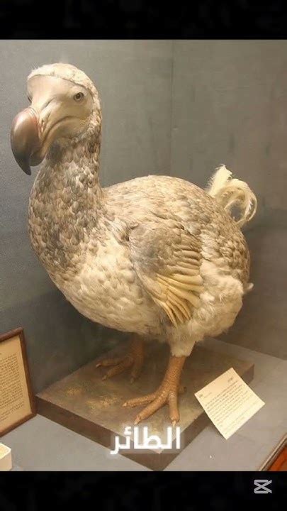 طائر الدودو لماذا أباد البشر هذا الطائر المسالم؟ 🦤🔥 ماوراءيات