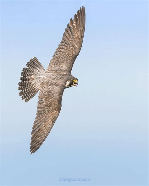 Peregrine Falcon Dorsal Pose — Greg Gard
