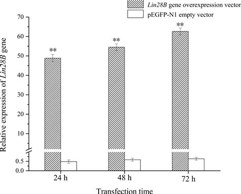 Aab Lin28b Overexpression Decreases Let 7b And Let 7g Levels And