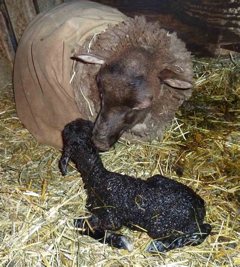 Boulderneigh Secret Agent Lamb
