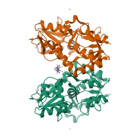 Rcsb Pdb 3lsx Piracetam Bound To The Ligand Binding Domain Of Glua3