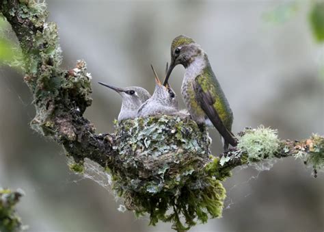 Anna Hummingbird Nest 0127 5×7 Michael Despines Photography