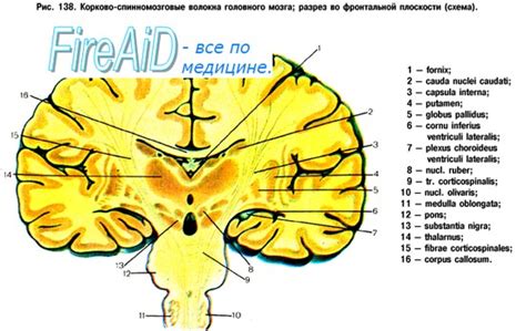 Анатомия Корково ядерный путь Tractus Corticonuclearis Корково