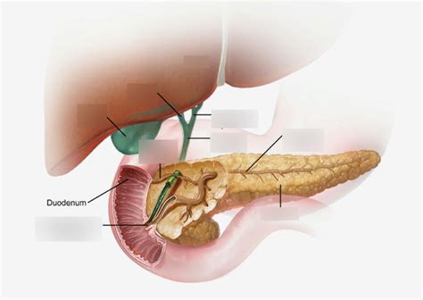 Accessory Organs Diagram Quizlet