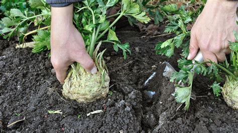 Kedy Je Zeler Pripravený Na Zber Správny čas Spoznáte Podľa Týchto