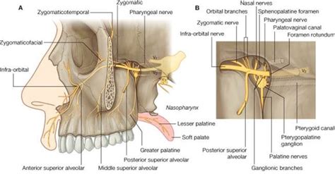 Pin Em Anatomy