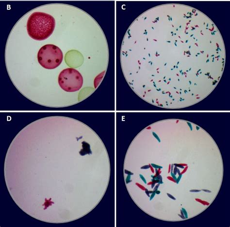 Solved Please Help The Five Different Organisms I Need To