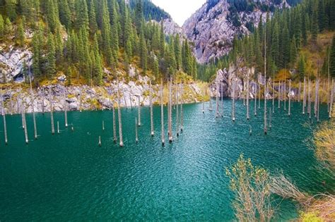 La Forêt Submergée Du Lac Kaindy Au Kazakhstan
